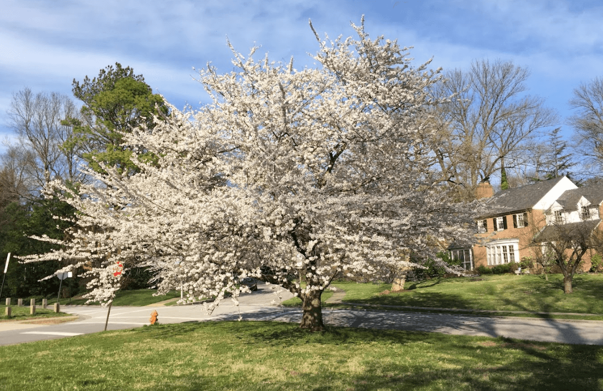 A Local’s Guide To Living In Roland Park, Maryland – LivingInMaryland.com